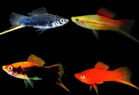 Koi Sanke Swordtail Aquarium Fish | Arizona Aquatic Gardens