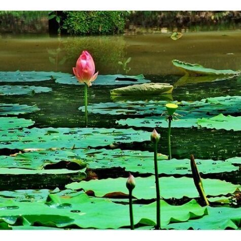 #1 Assorted Water Lotus Tuber Plants for sale AzGardens.com