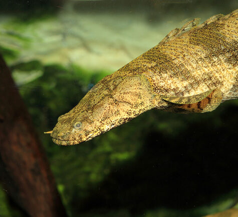 Ornate Bichir Dinosaur Eel Polypterus ornatipinnisfor sale AzGardens.com