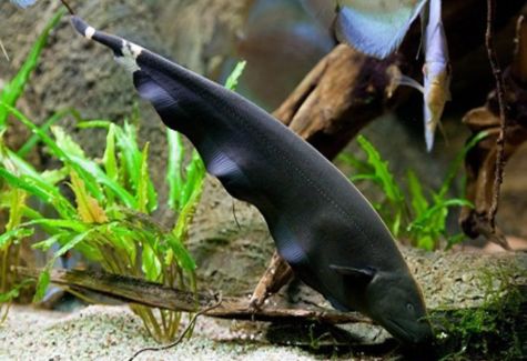 Clown Knifefish or Spotted Knifefish | Arizona Aquatic Gardens