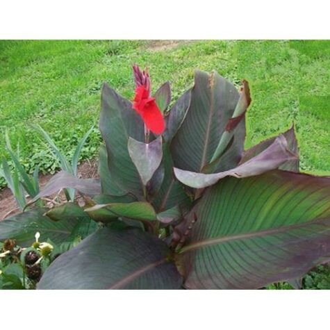 Red Australian Canna or Canna 'Australia' - Arizona Aquatic Gardens