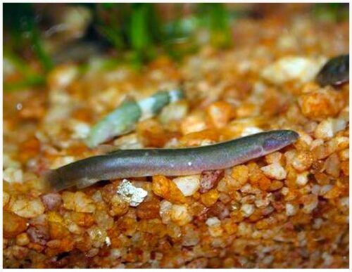 Kuhli Loach Common or Regular | Arizona Aquatic Gardens