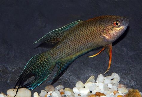 Red & Blue Paradise Gourami Fish | Arizona Aquatic Gardens