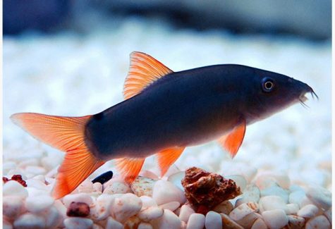 Reticulated Hillstream Loach | Arizona Aquatic Gardens