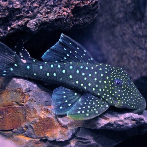 Peppermint Pleco L030 | Arizona Aquatic Gardens