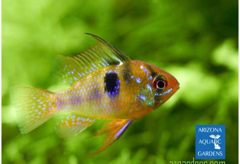 Dwarf Curviceps Cichlid | Arizona Aquatic Gardens