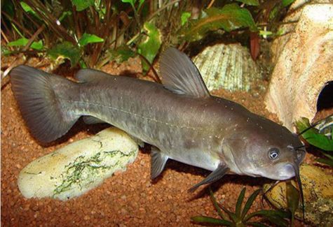 Sunfish Pumpkinseed Gamefish | Arizona Aquatic Gardens