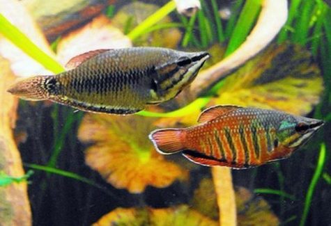 Albino Paradise Fish | Arizona Aquatic Gardens