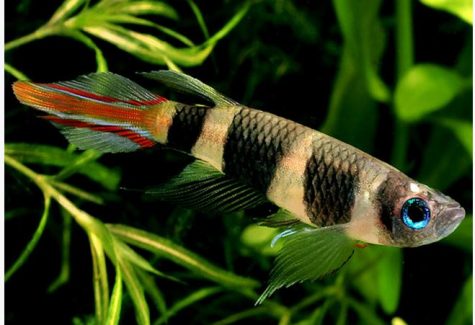 Lampeye Killifish | Arizona Aquatic Gardens