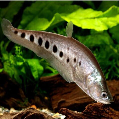 Gold Tigerfish Freshwater Aquarium Fish | Arizona Aquatic Gardens