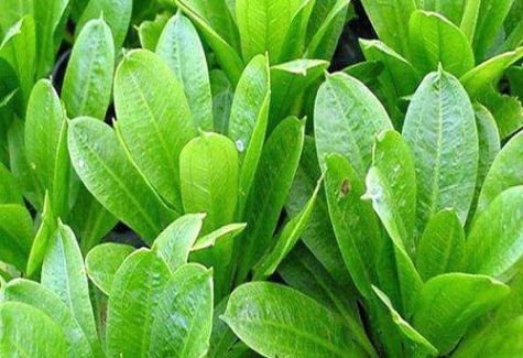 Melon Sword - Melon Red Sword Echinodorus x barthii Loose | Arizona ...