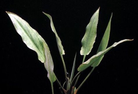 Red Cryptocoryne Wendtii Potted Aquarium Plant | Arizona Aquatic Gardens