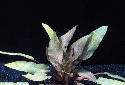 Red Cryptocoryne Wendtii Potted Aquarium Plant | Arizona Aquatic Gardens