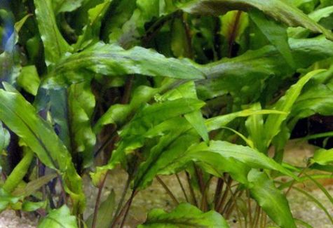 Cryptocoryne Ciliata Potted Plant | Arizona Aquatic Gardens