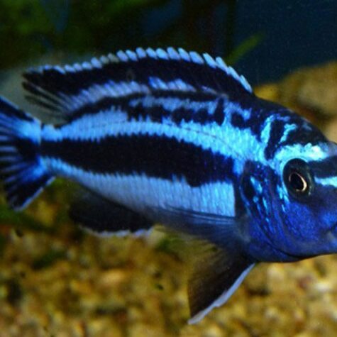 Tanganyikan Tropheus Moliro Firecracker Cichlid | Arizona Aquatic Gardens