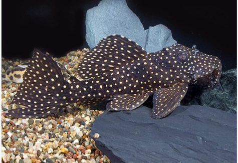 Imperial Ranger Pleco | Arizona Aquatic Gardens