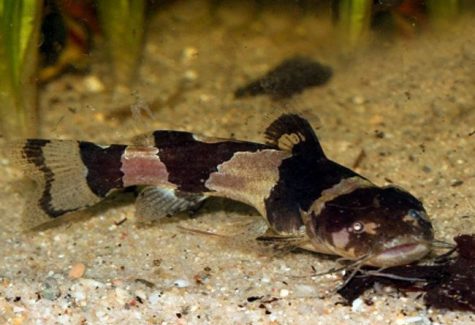 Hoplo Armored Catfish | Arizona Aquatic Gardens