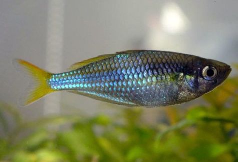 Turquoise Rainbowfish Tropical Fish | Arizona Aquatic Gardens
