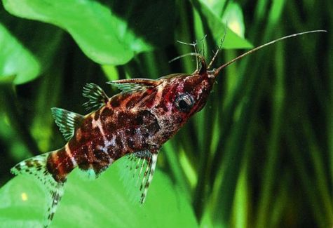 Red-Tailed Leopard Tiger Shovelnose Catfish Cross | Arizona Aquatic Gardens