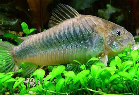 Dwarf Habrosus Cory Catfish | Arizona Aquatic Gardens