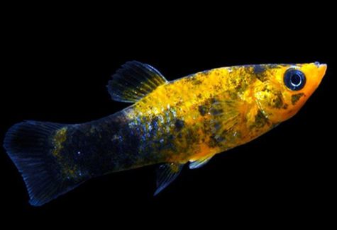 Yucatan Sphenops Molly | Arizona Aquatic Gardens