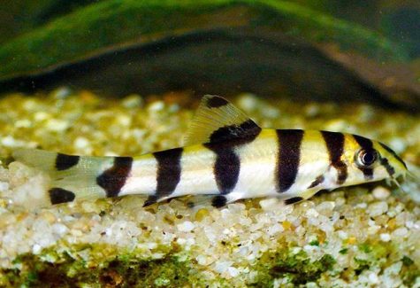 Reticulated Hillstream Loach | Arizona Aquatic Gardens