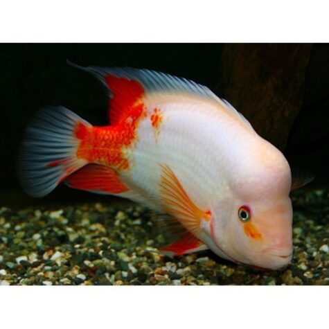 Flowerhorn Cichlids | Arizona Aquatic Gardens