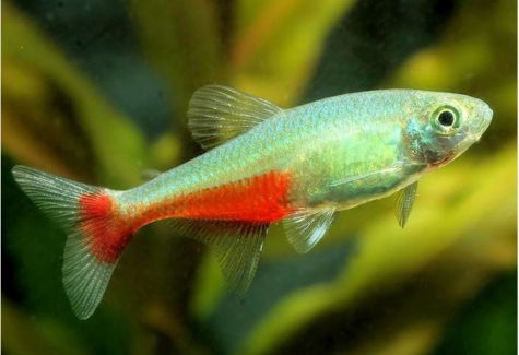 Red Minor Long Fin Serpae Tetra | Arizona Aquatic Gardens