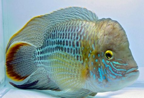 Golden Phoenix Flowerhorn | Arizona Aquatic Gardens