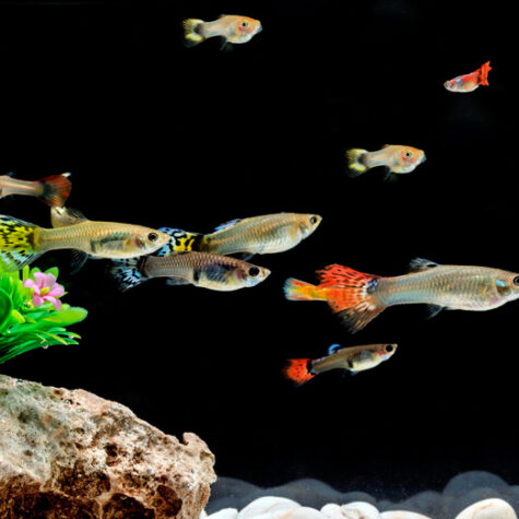 Blue Variegated Delta Guppy Pairs | Arizona Aquatic Gardens