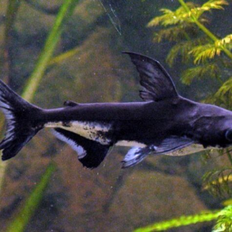 Colombian Shark Sciades seemanni Arius seemani for sale AzGardens