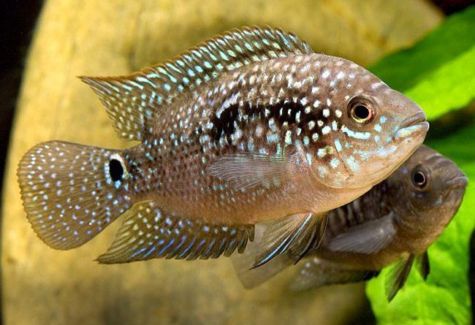 Geophagus Red Head Tapajos Fish | Arizona Aquatic Gardens
