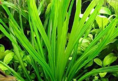 Melon Sword - Melon Red Sword Echinodorus x barthii Loose | Arizona ...