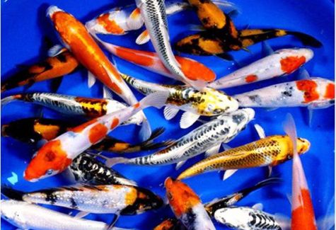 Japanese Kohaku Koi 3 - 4 | Arizona Aquatic Gardens