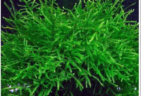 Taiwan Moss on Mat | Arizona Aquatic Gardens