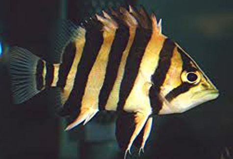 Clown Knifefish or Spotted Knifefish | Arizona Aquatic Gardens