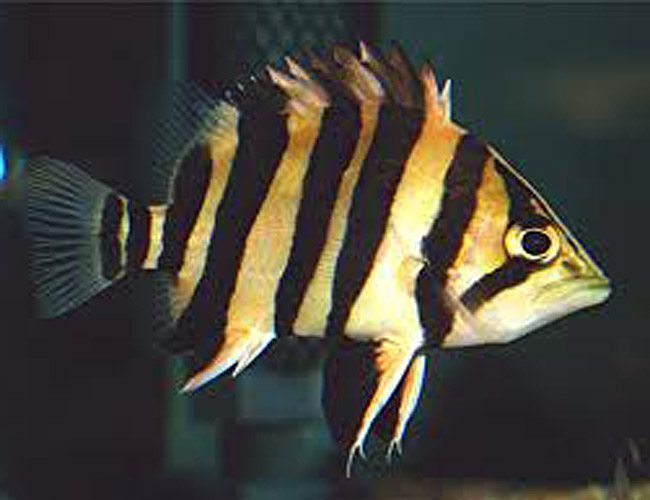 Gold Tigerfish Juveniles about 1" or less | Arizona Aquatic Gardens
