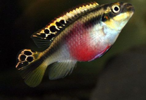 Tanganyikan Tropheus Moliro Firecracker Cichlid | Arizona Aquatic Gardens
