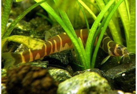 Gold Dojo Loach | Arizona Aquatic Gardens