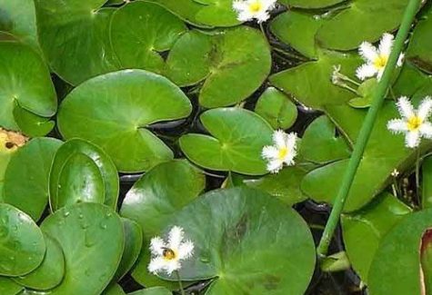 Papyrus Mexican or Cyperus giganteus Bog Plant | Arizona Aquatic Gardens