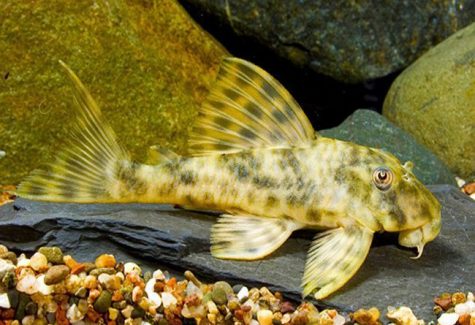 Sultan Pleco L264 | Arizona Aquatic Gardens