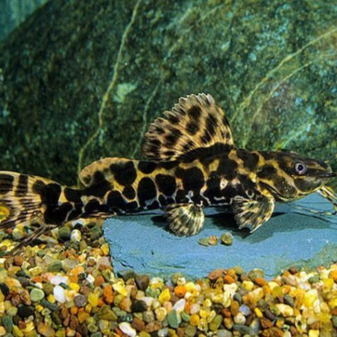 Honeycomb Catfish | Arizona Aquatic Gardens