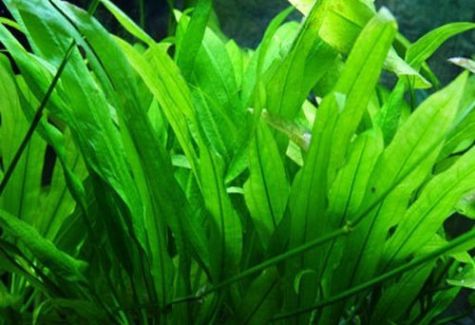Pink Rose Sword Loose Small Aquarium Plant | Arizona Aquatic Gardens