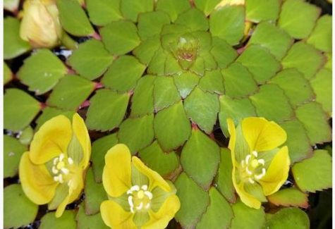 Sensitive or Neptunia aquatica Floating Plant | Arizona Aquatic Gardens