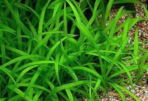 Sword Aquarium Plants Archives | Arizona Aquatic Gardens
