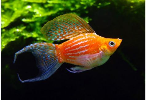 Yucatan Sphenops Molly | Arizona Aquatic Gardens