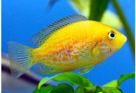 Freshwater Flounder | Arizona Aquatic Gardens