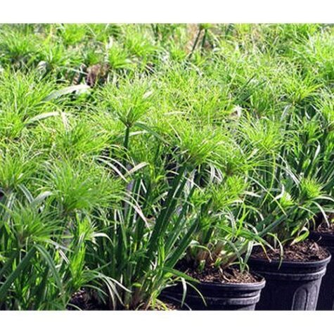 Winter Hardy Pond Marginal Bog Plant - Arrowhead Giant Sagittaria or ...