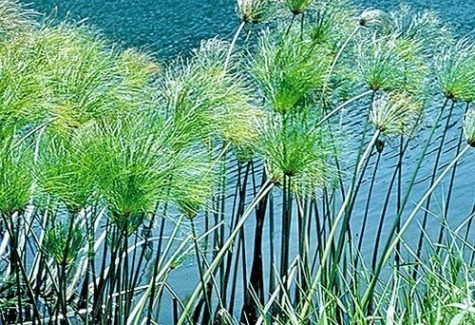 Papyrus King or Cyperus percamenthus Bog Plant | Arizona Aquatic Gardens