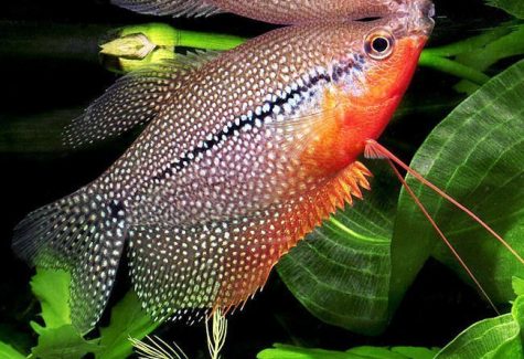 Albino Paradise Fish | Arizona Aquatic Gardens